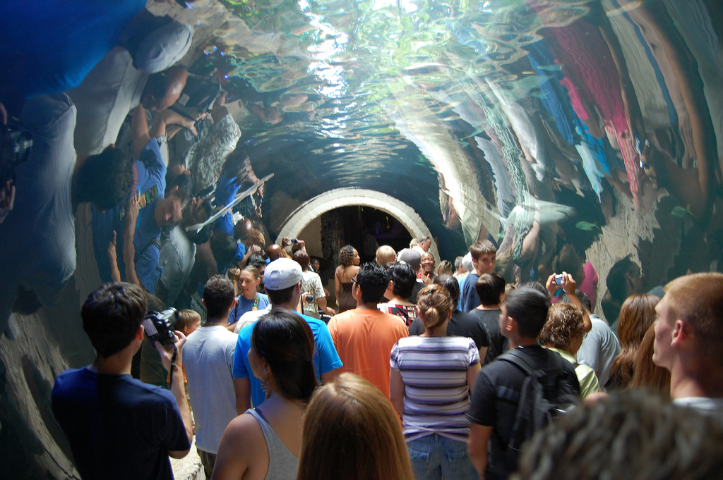 Dallas World Aquarium | Things to Do in Dallas With Kids Dallas World Aquarium | Things to Do in Dallas With Kids